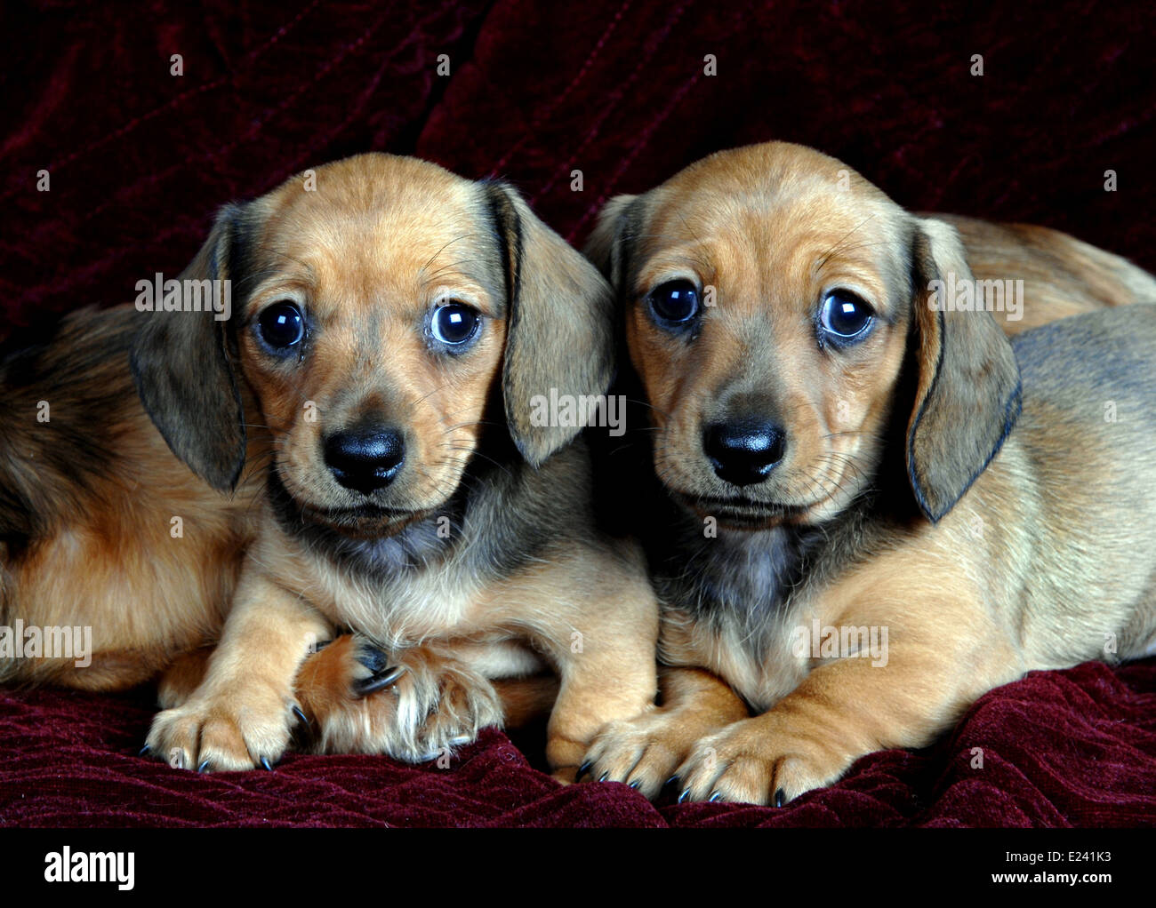 Miniature Dachshund Pups / Long Haired (Pic by Jon Rigby Stock Photo ...