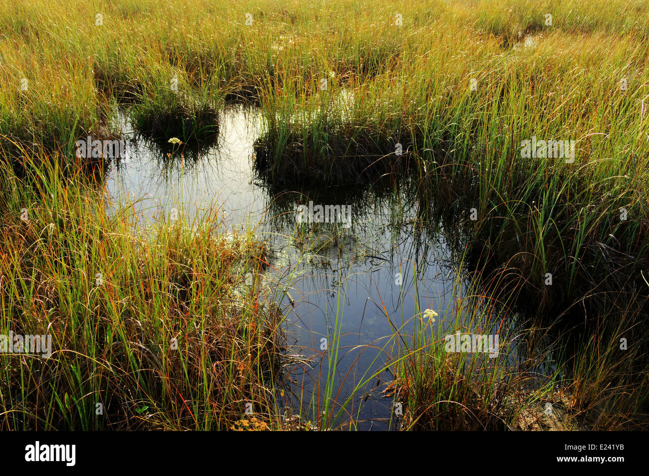 Gar pond hi-res stock photography and images - Alamy