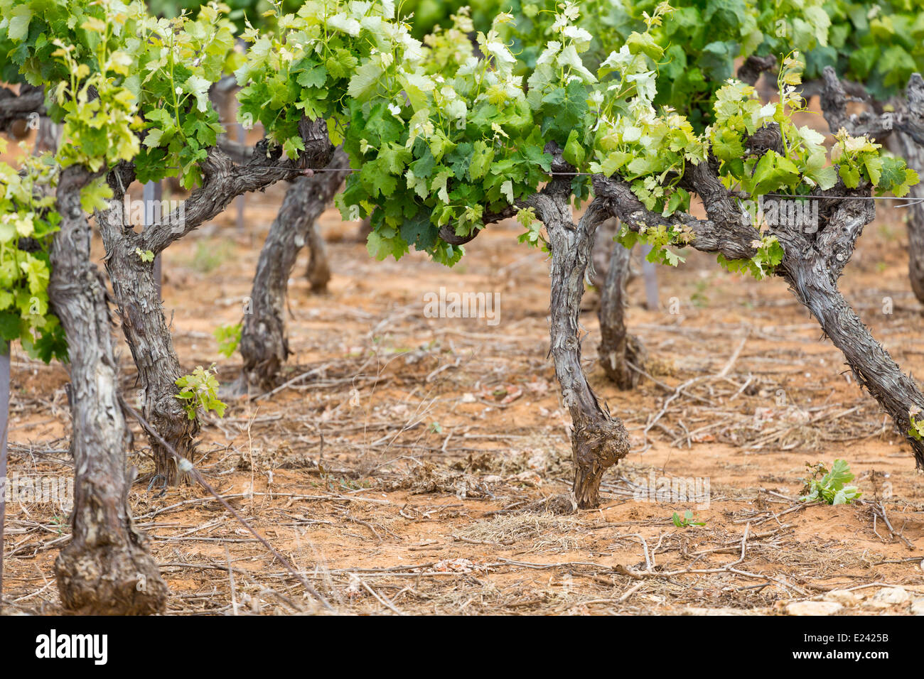 Vine Stock near Bonnieux, Provence, France Stock Photo - Alamy