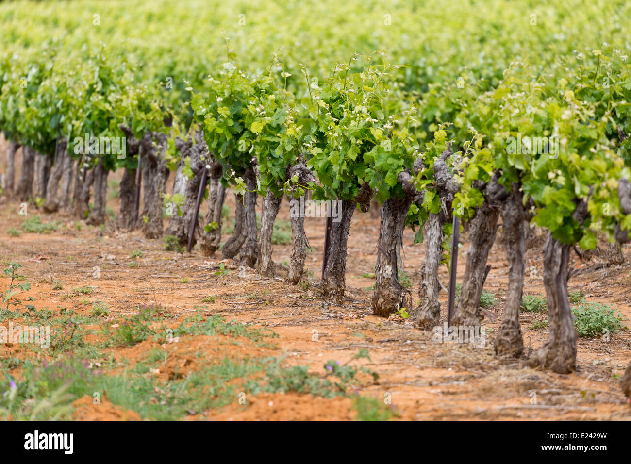 Vine Stock near Bonnieux, Provence, France Stock Photo - Alamy