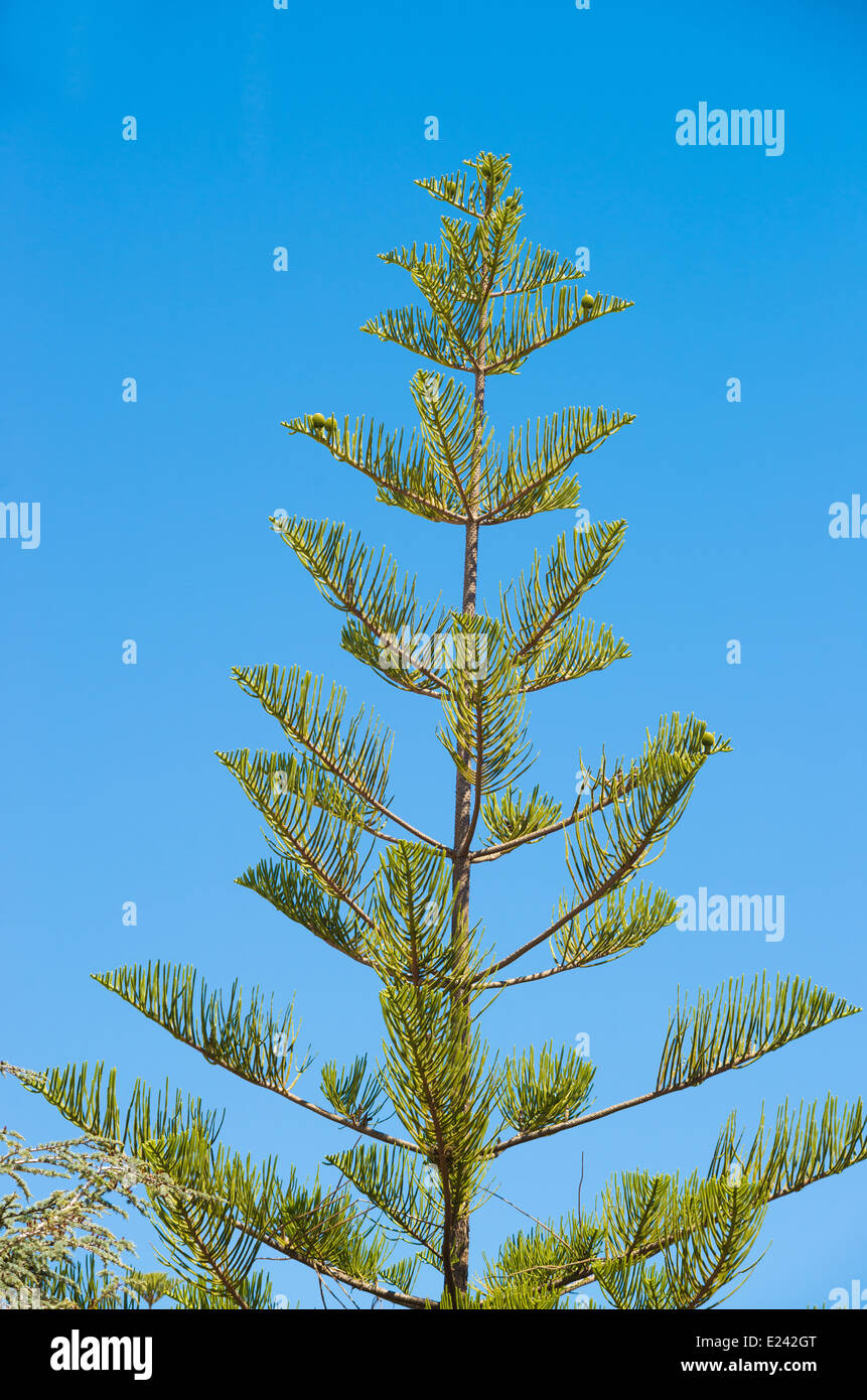 Vertical take of a symmetrical pine tree top Stock Photo - Alamy