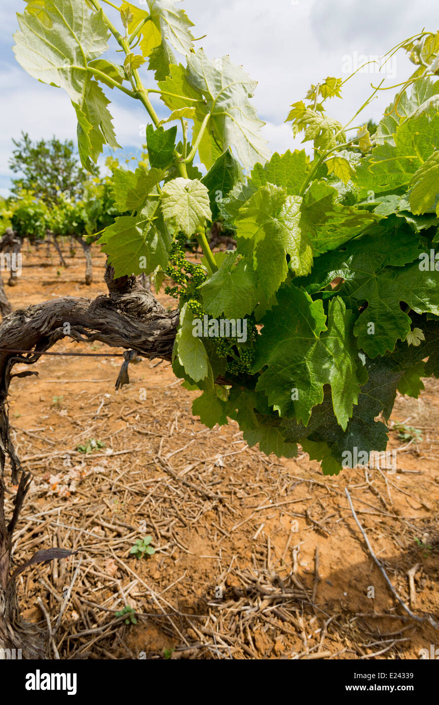 Vine Stock near Bonnieux, Provence, France Stock Photo - Alamy