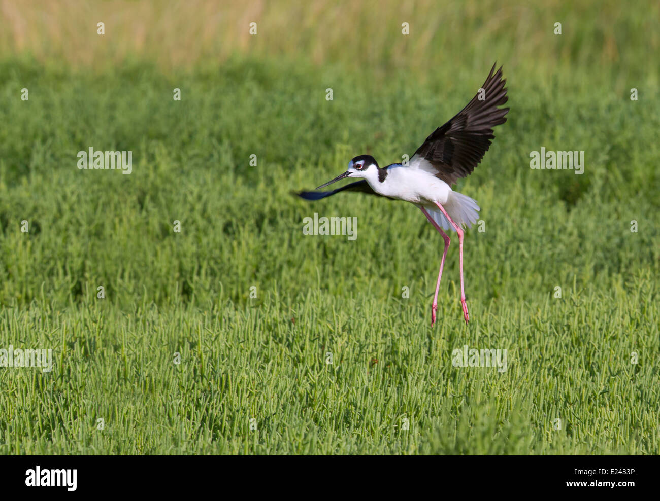 Stilt shorebird hi-res stock photography and images - Alamy