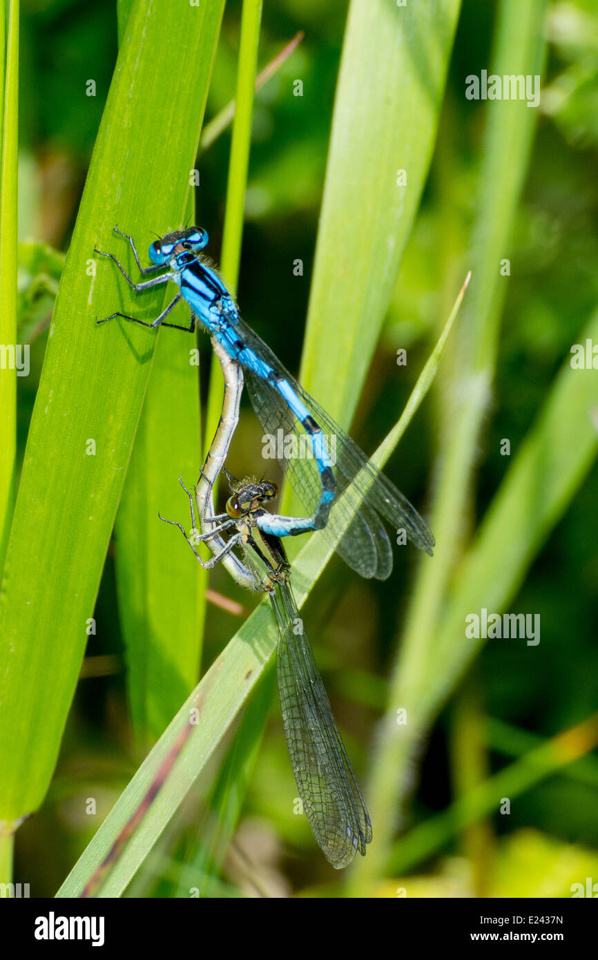Damselflies hi-res stock photography and images - Alamy