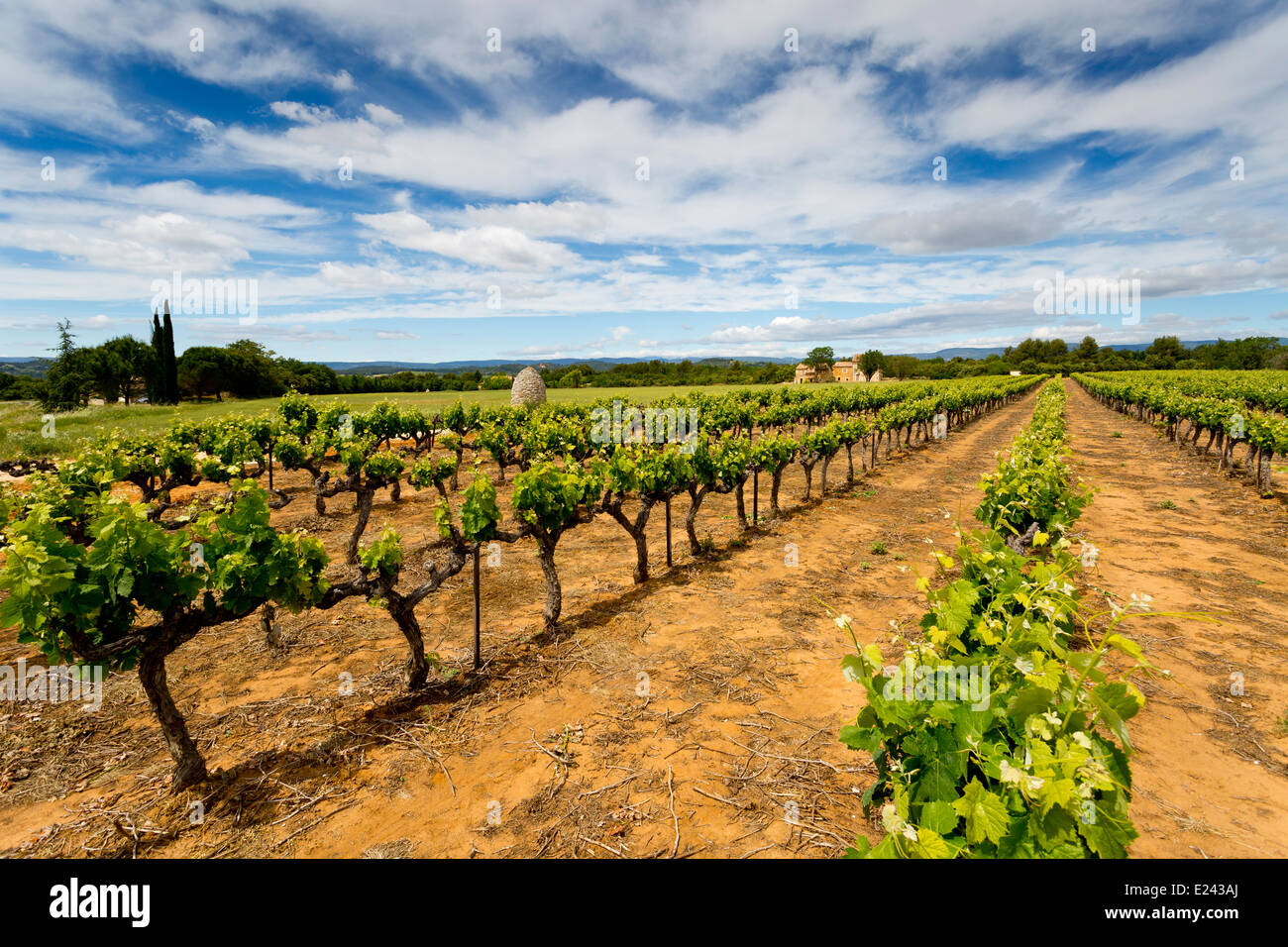 Vine Stock near Bonnieux, Provence, France Stock Photo - Alamy