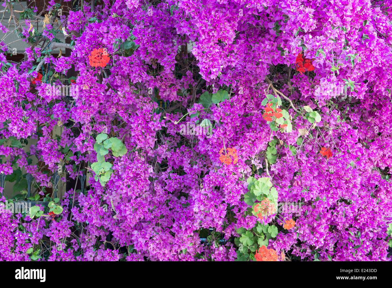 Bougainvillea plant hi-res stock photography and images - Alamy