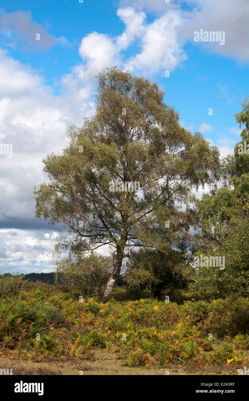 Plain trees tree hi-res stock photography and images - Alamy