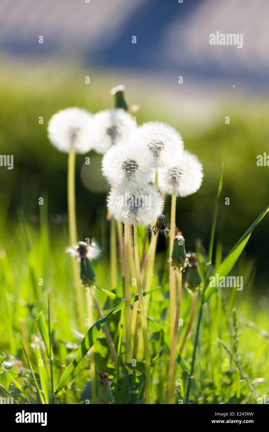 Group field dandelions spring hi-res stock photography and images - Alamy