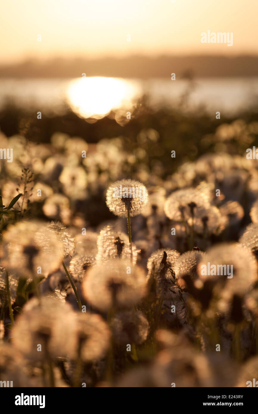 Field of dandelions at sunset with natural background Stock Photo - Alamy