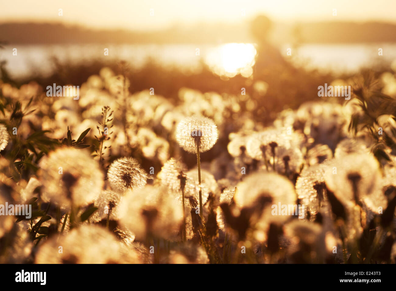 Field of dandelions over sunset and natural background Stock Photo - Alamy