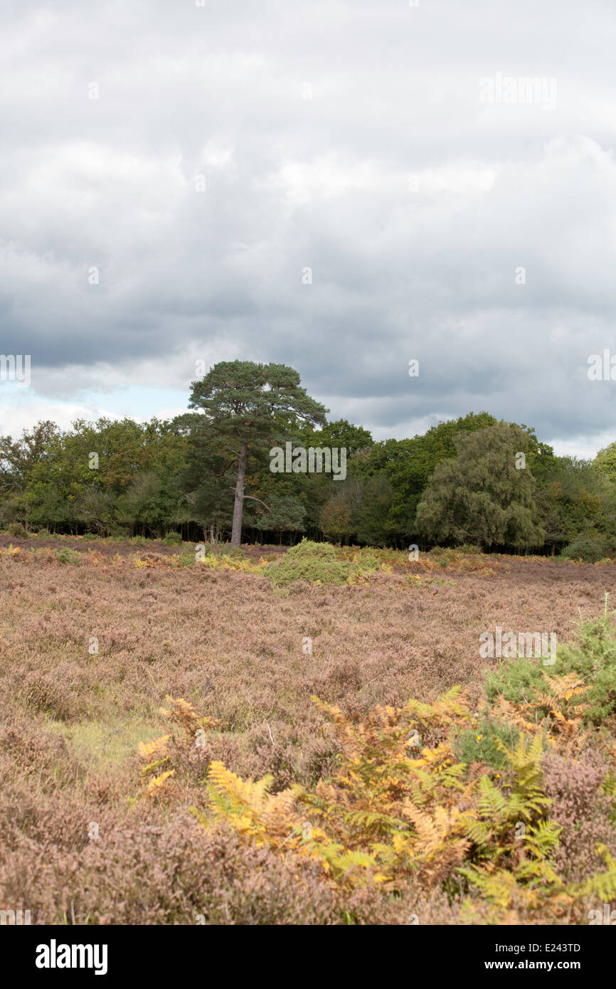 Scots Pine Tree Fritham Plain Fritham near Fordingbridge New Forest ...