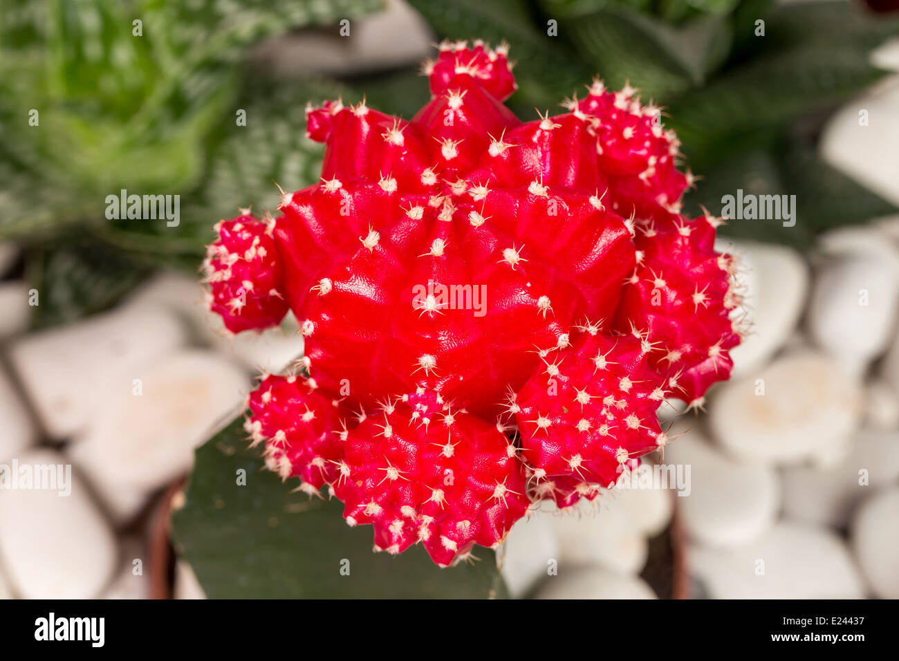 Golden star cactus hi-res stock photography and images - Alamy