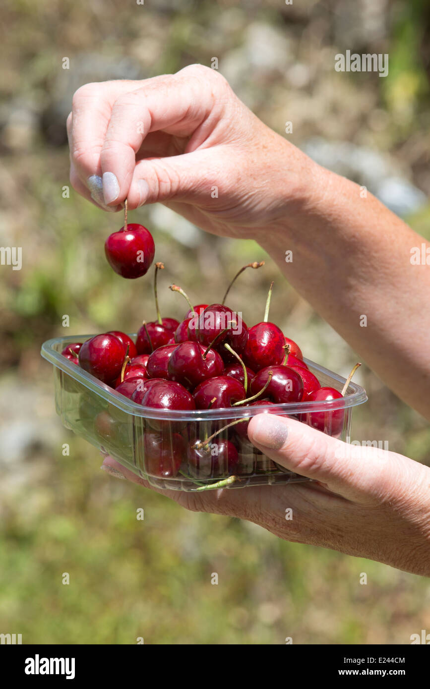 Woman eating cherries taking a cherry from a punnet Stock Photo - Alamy