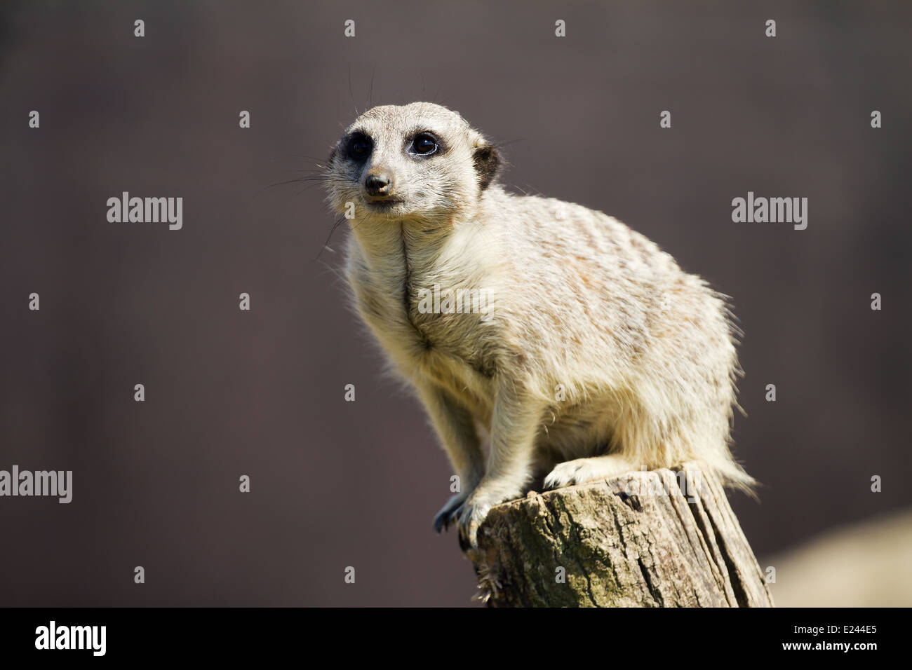 Suricate or meerkat (Suricata suricatta Stock Photo - Alamy