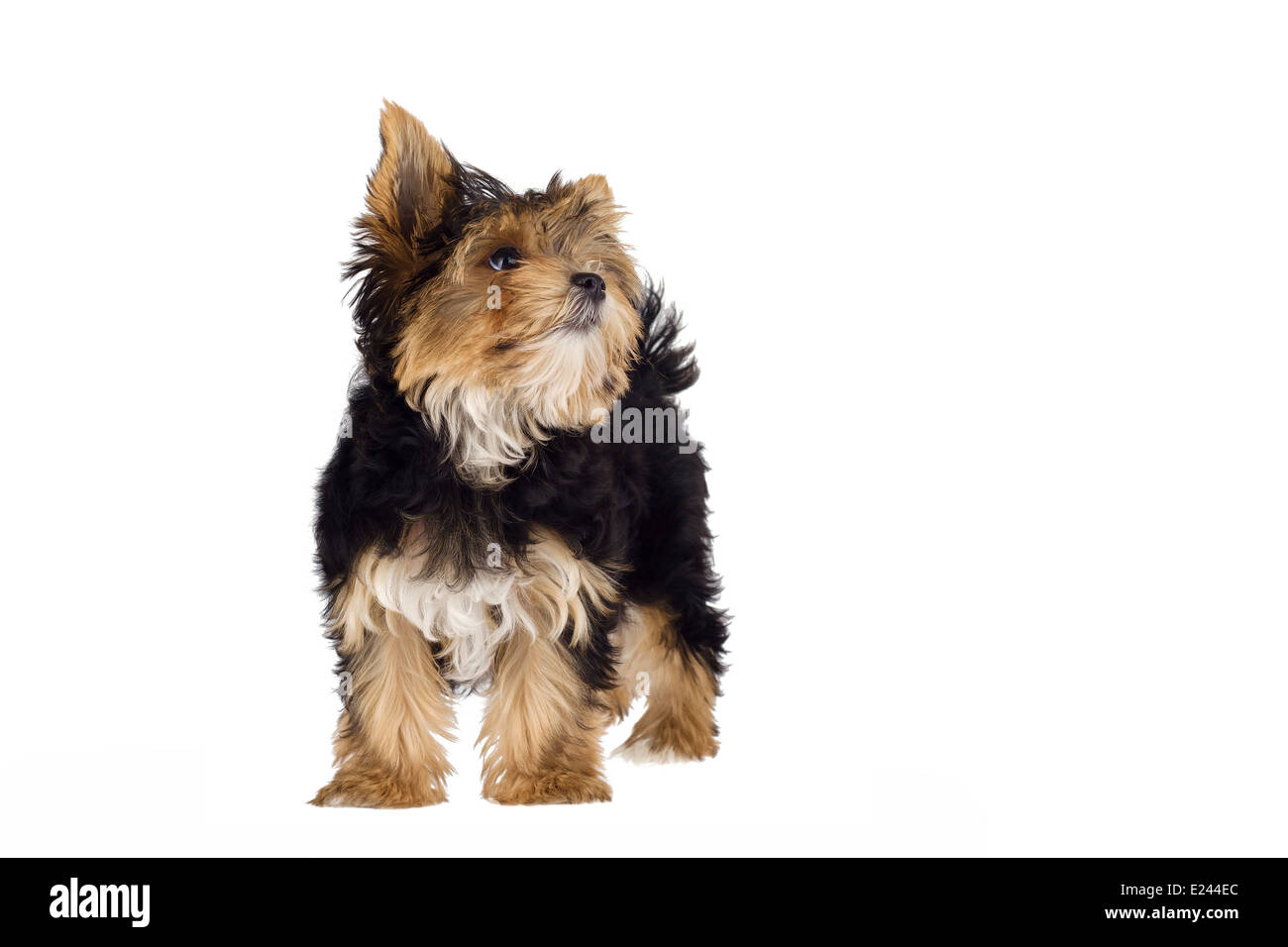 Yorkshire Terrier puppy standing in front isolated on white background ...