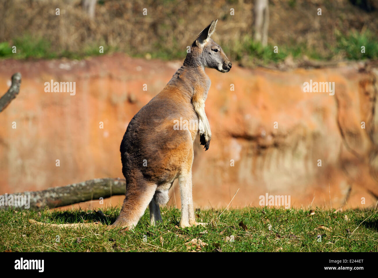 Kangaroo on grass in zoo Stock Photo - Alamy