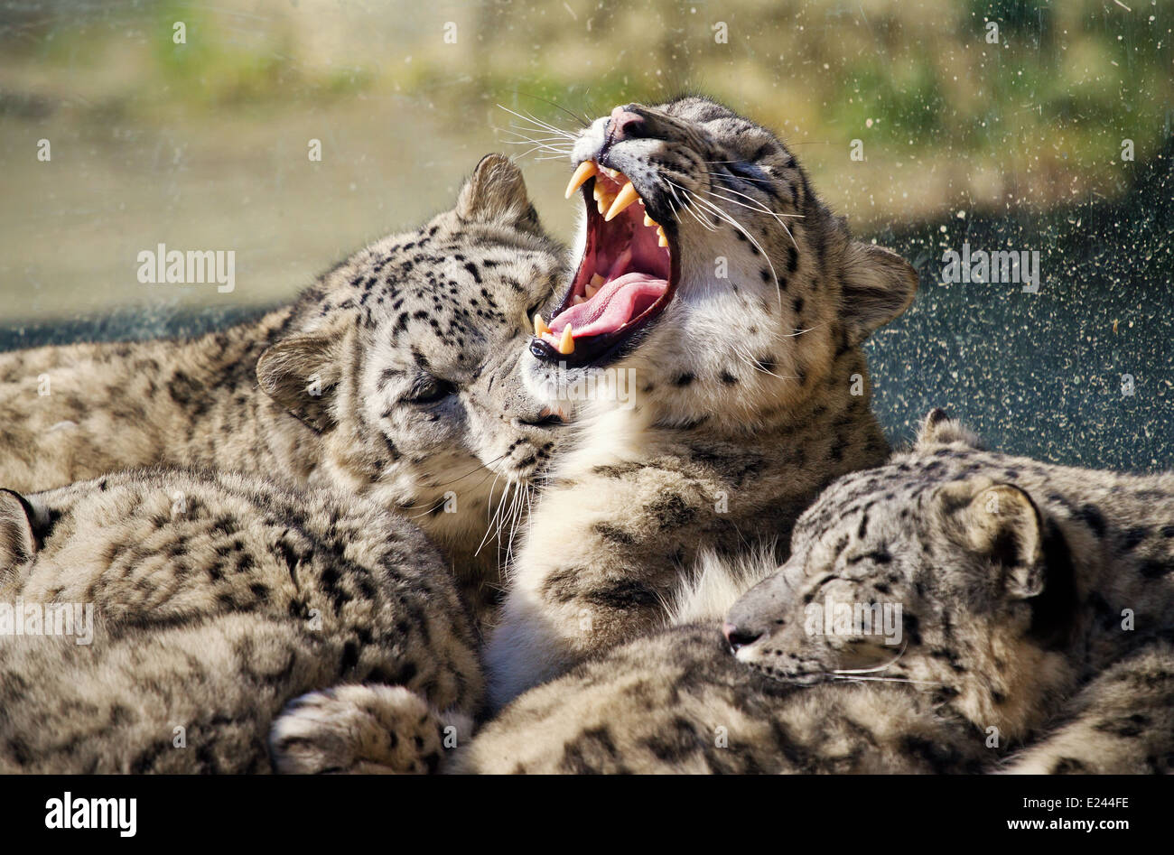 Lying family of Snow Leopard Irbis (Panthera uncia Stock Photo - Alamy