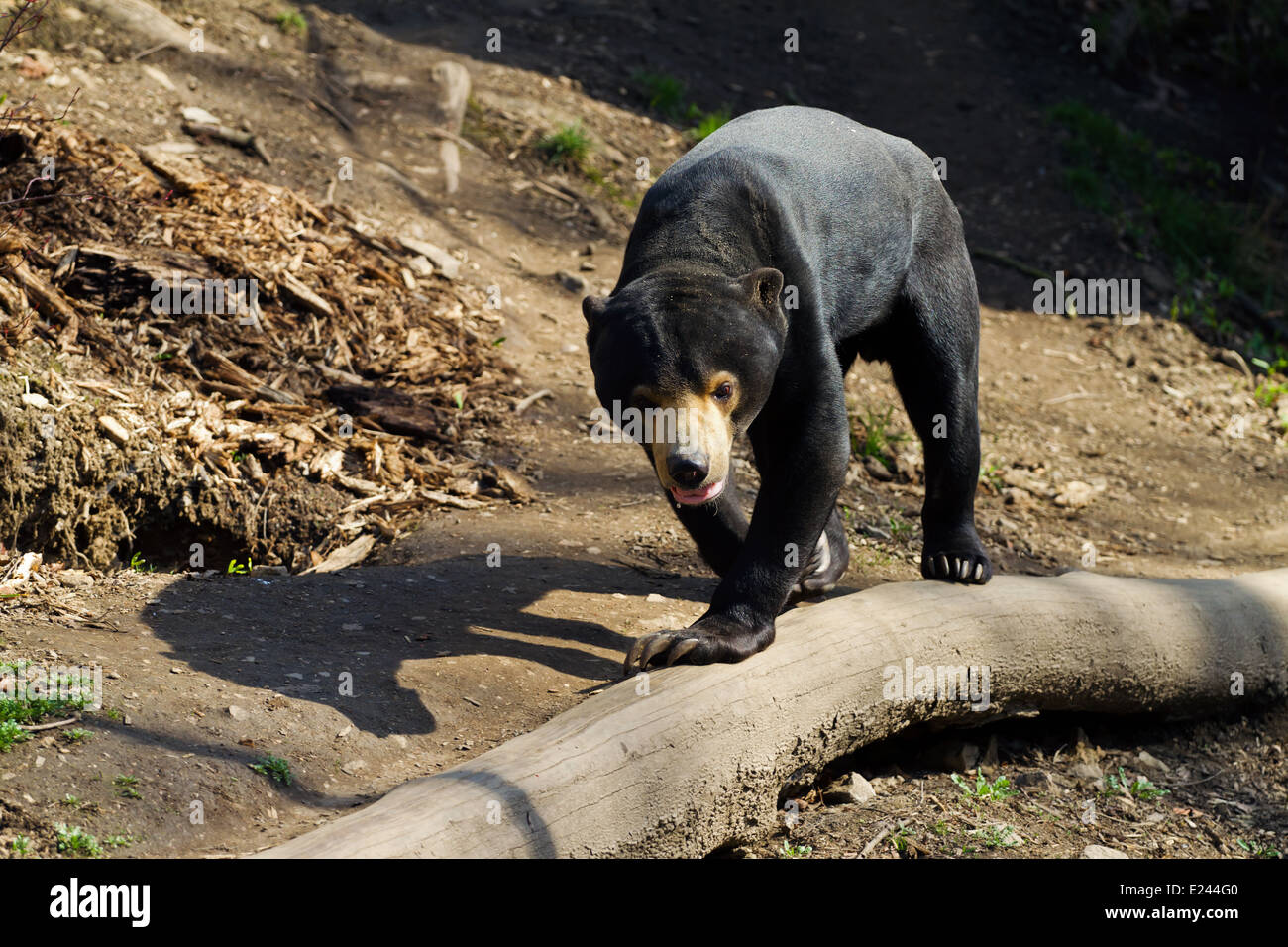 Malayan sun bear malaysian hi-res stock photography and images - Alamy