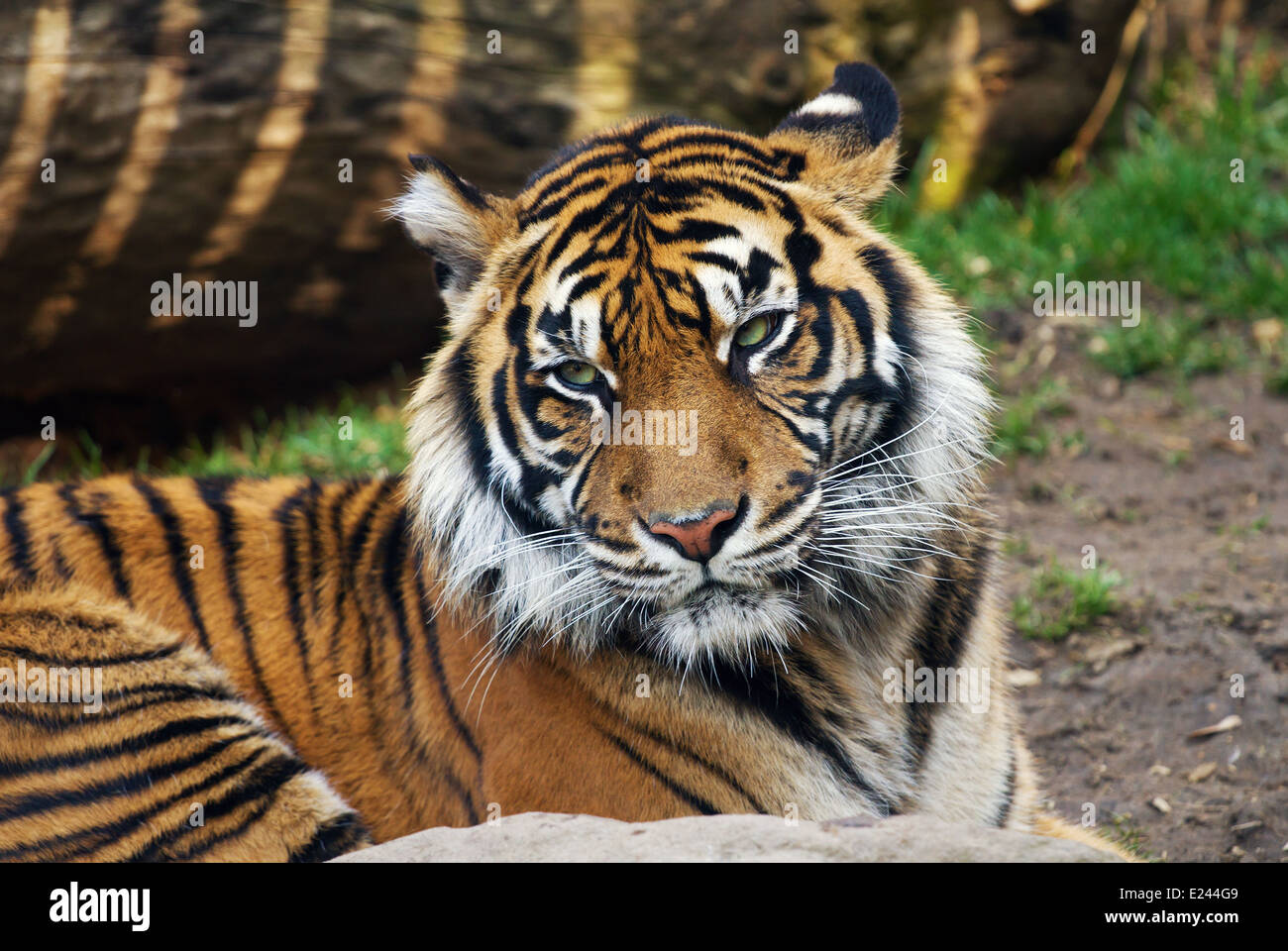 Tiger, portrait of a Sumatran Tiger Stock Photo - Alamy