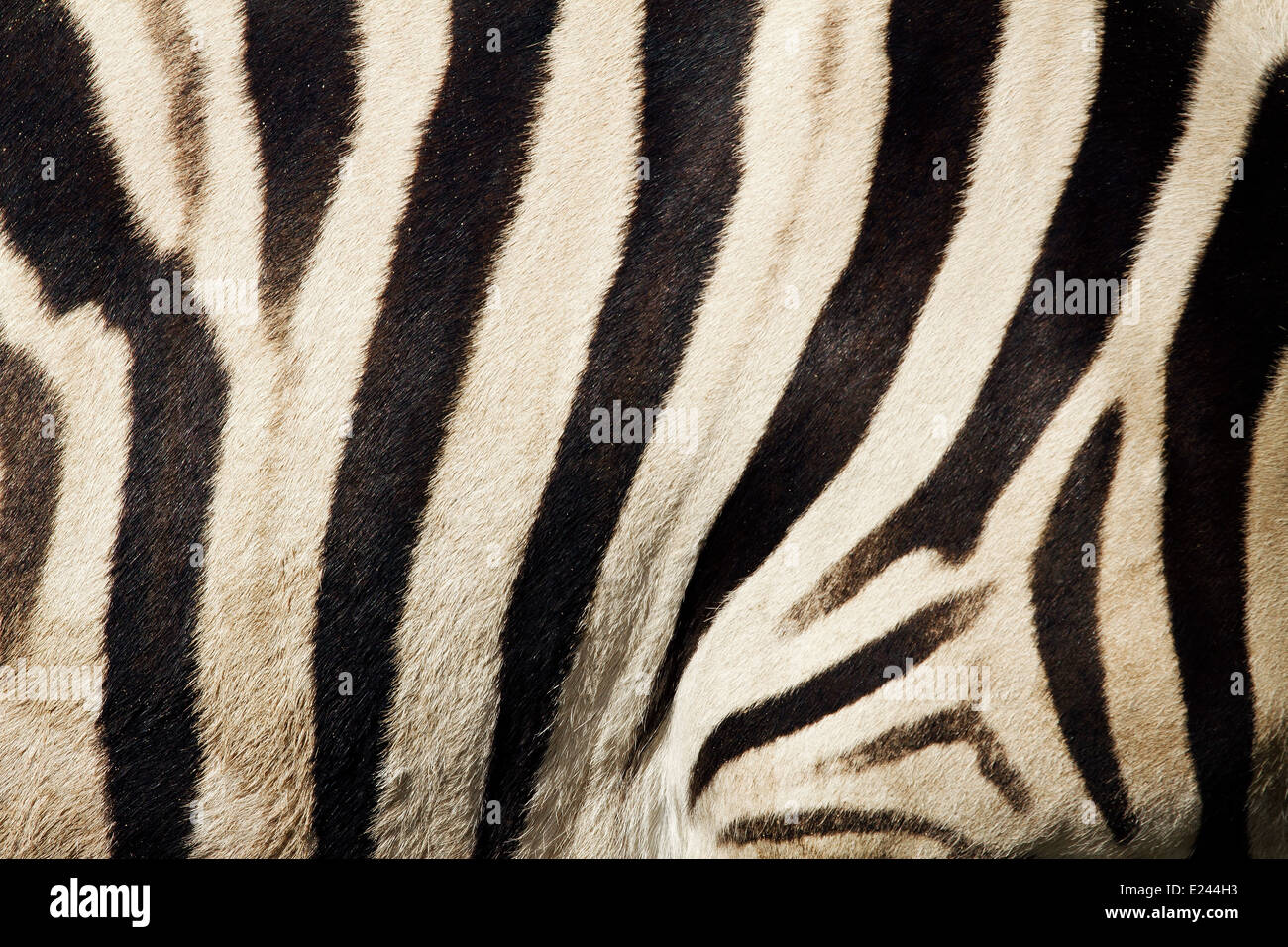 Zebra skin background texture Stock Photo - Alamy