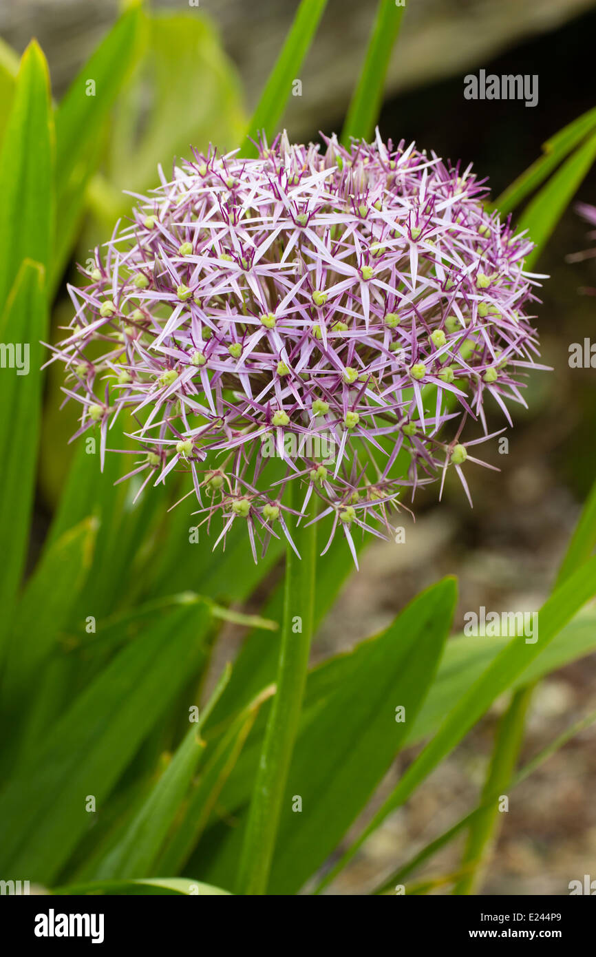 Allium christophii hi-res stock photography and images - Alamy