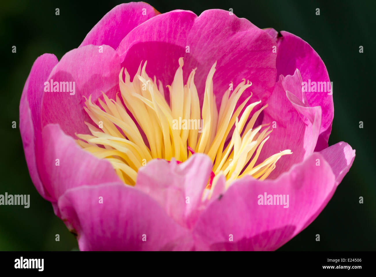 Single flower of the peony, Paeonia 'Bowl of Beauty' Stock Photo - Alamy