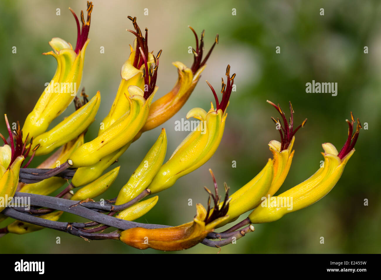 Flowers of the New Zealand flax, Phormium cookianum 'Tricolor' Stock ...