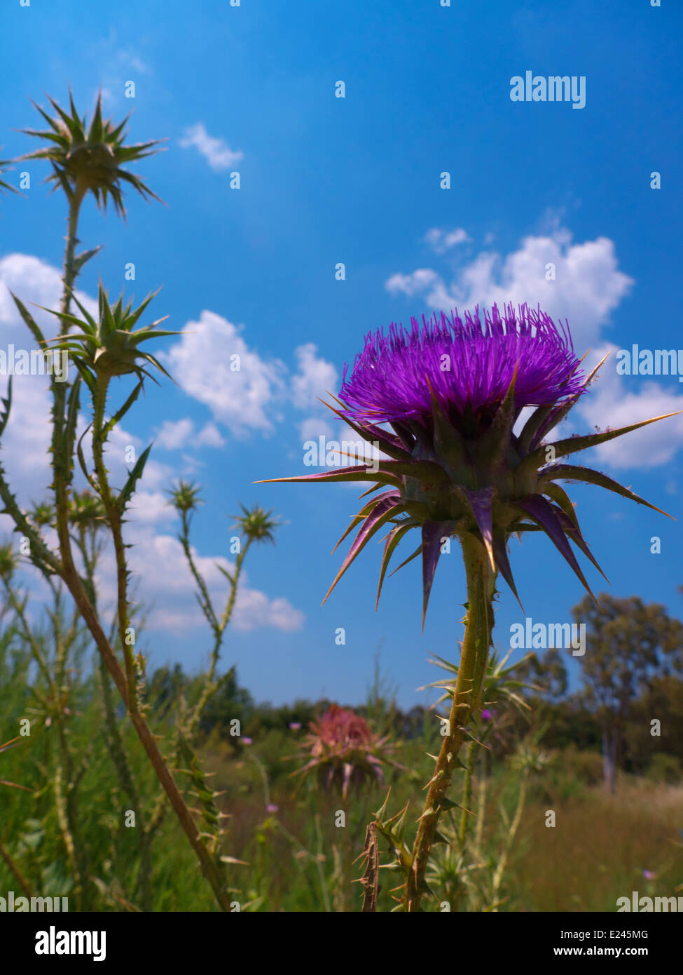 Giant Thistle on Nature Reserve at Skala Kalloni on the island of ...