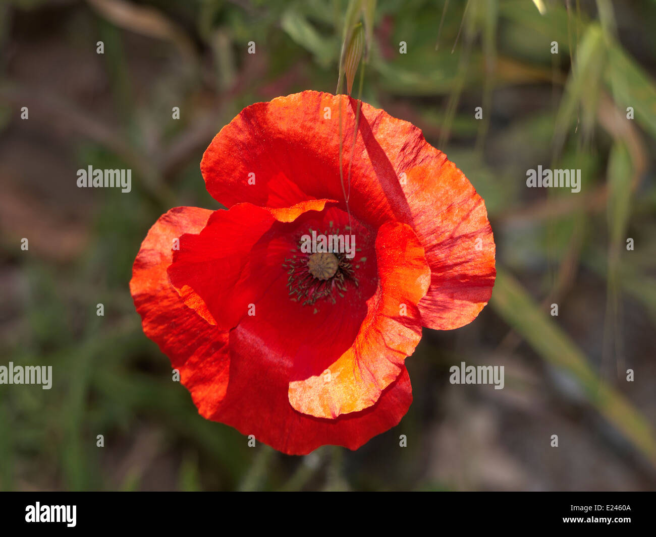 Poppy in Nature Reserve at Skala Kalloni on the island of Lesvos Greece ...