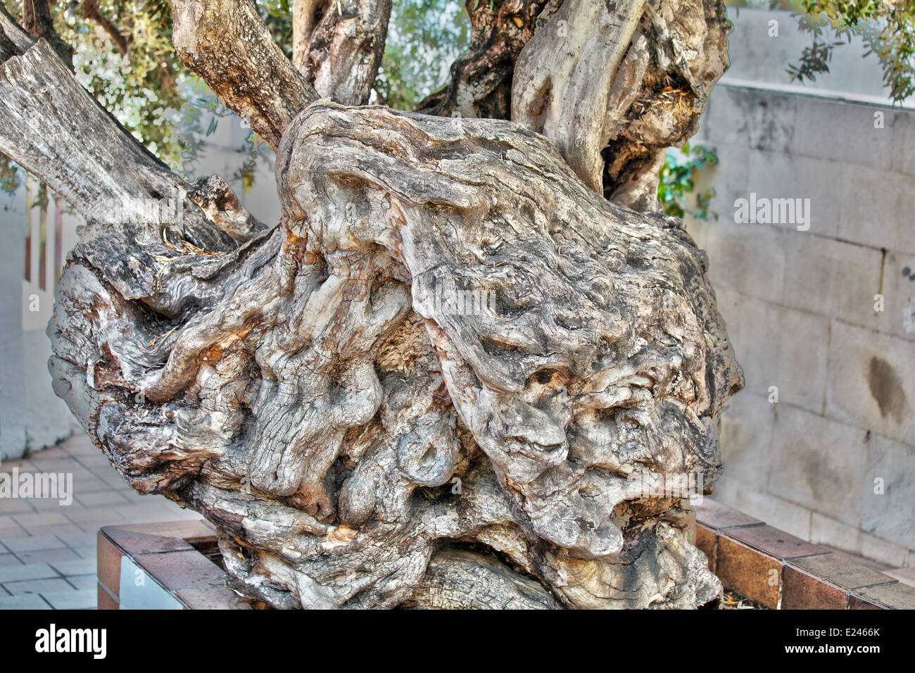 Olive tree sculpture hi-res stock photography and images - Alamy