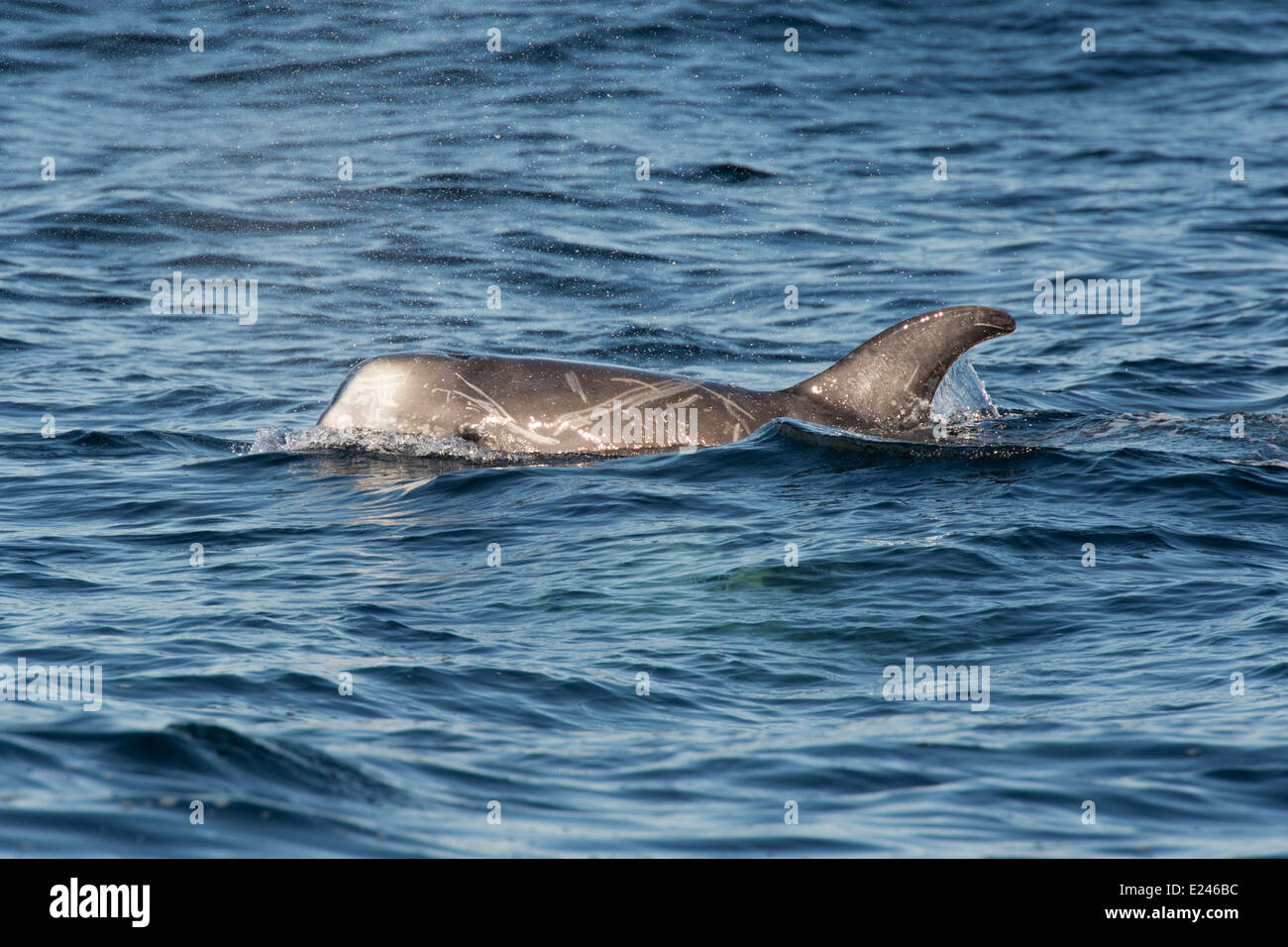 Dauphin grampus griseus hi-res stock photography and images - Alamy