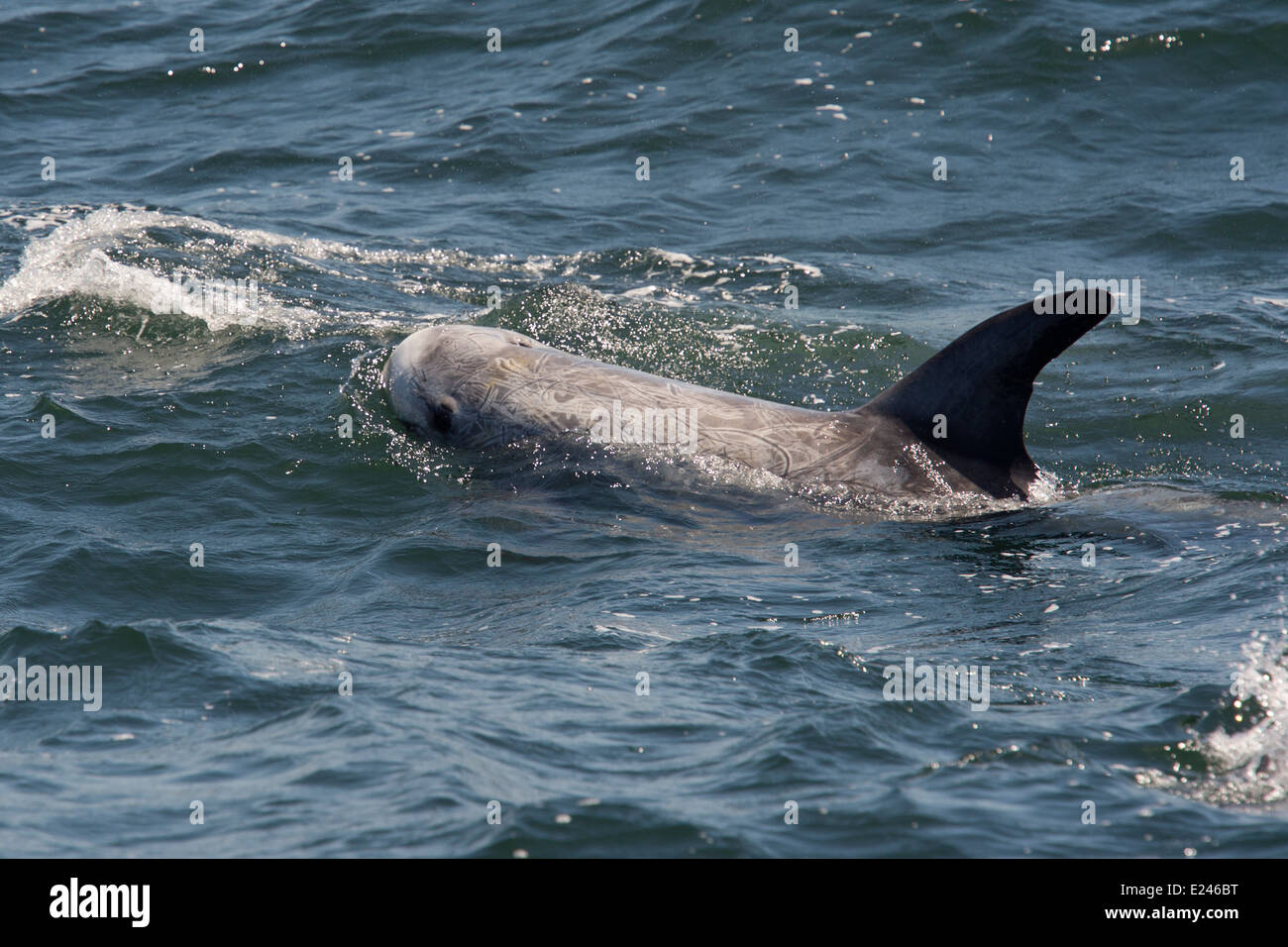 Dauphin grampus griseus hi-res stock photography and images - Alamy