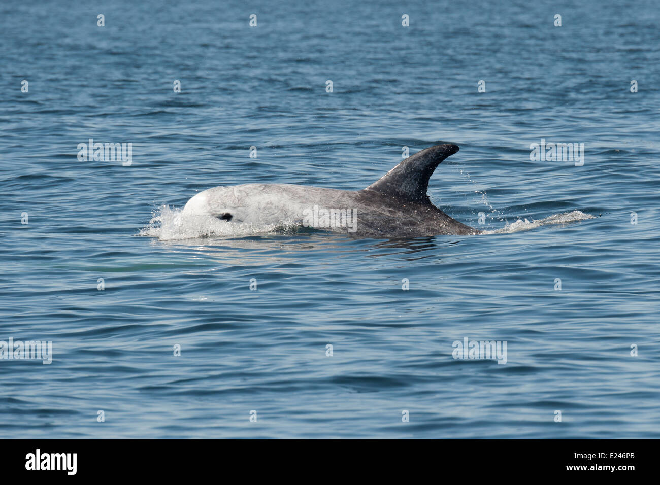 Dauphin grampus griseus hi-res stock photography and images - Alamy