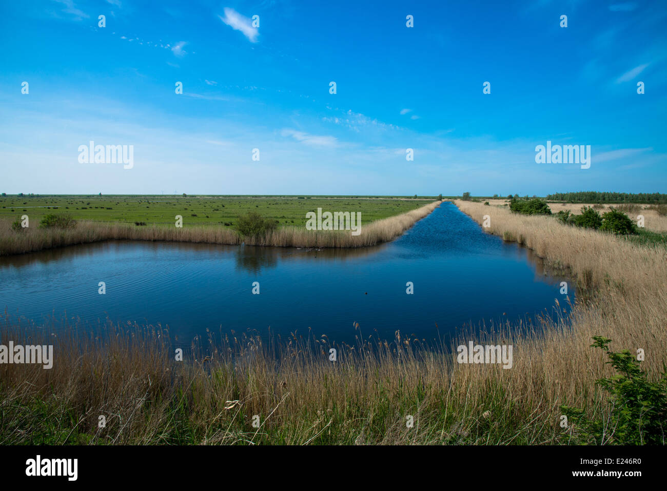 the protected wetlands of Oostvaardersplassen in the Flevopolder in ...