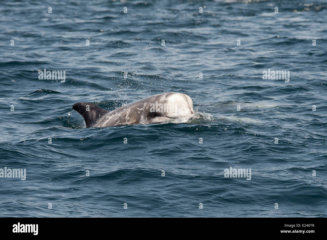 Dauphin grampus griseus hi-res stock photography and images - Alamy