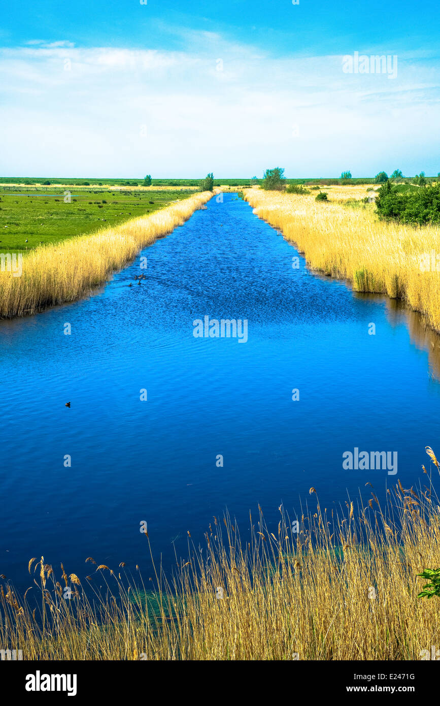 the protected wetlands of Oostvaardersplassen in the Flevopolder in ...
