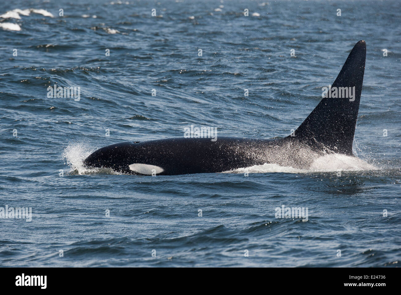 Transient/Biggs Killer Whale/Orca (Orcinus orca). Surfacing, Monterey ...