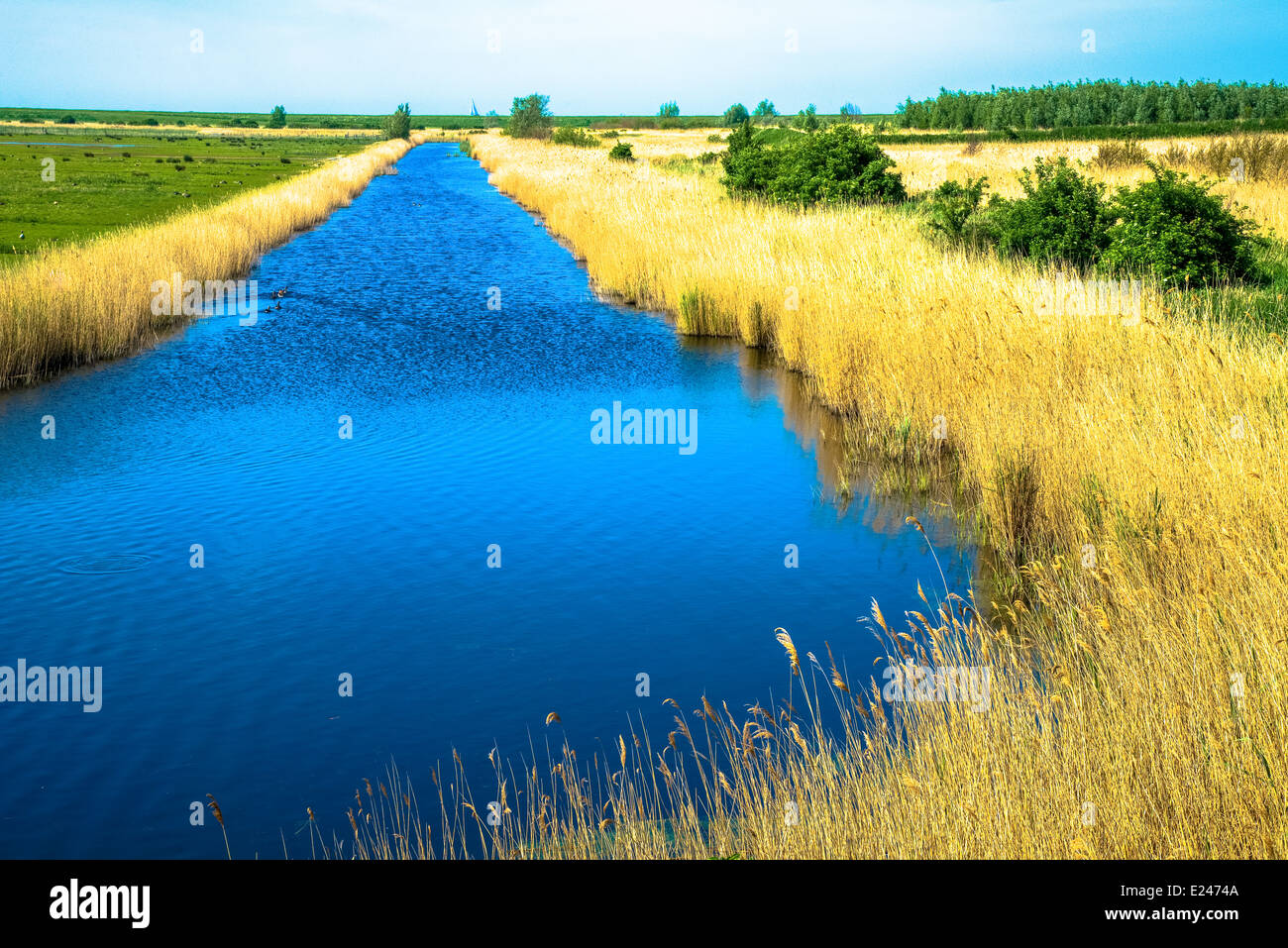 the protected wetlands of Oostvaardersplassen in the Flevopolder in ...