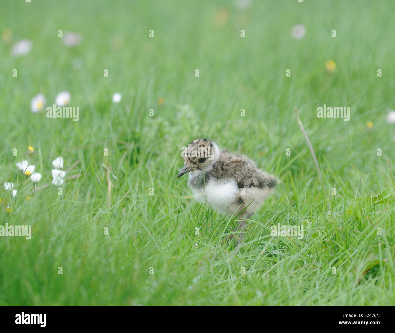 Lapwing fledgling chick hi-res stock photography and images - Alamy
