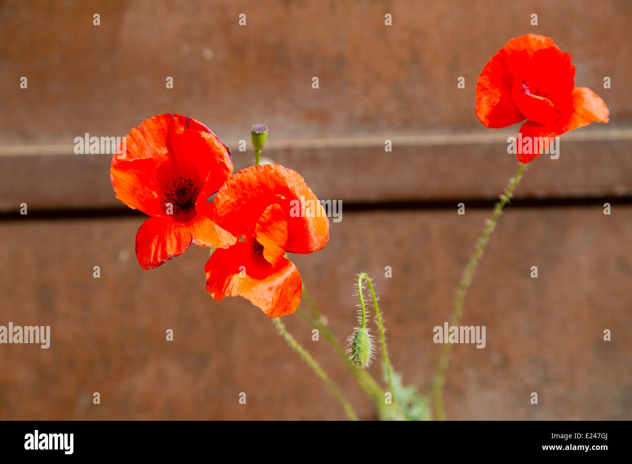 Poppy Flowers in the medieval Village Lacoste, Provence, France Stock ...