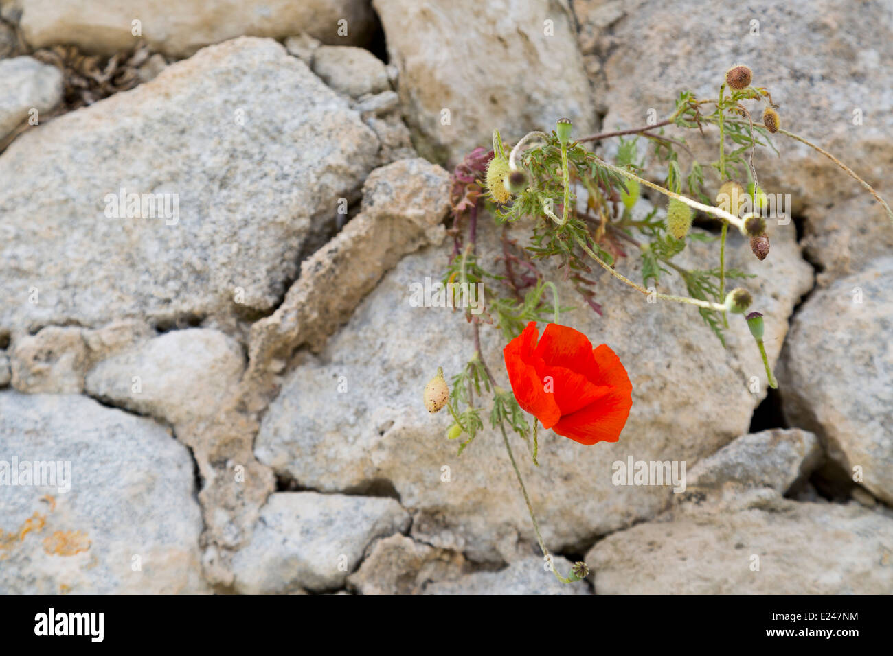 Poppies provence france hi-res stock photography and images - Alamy