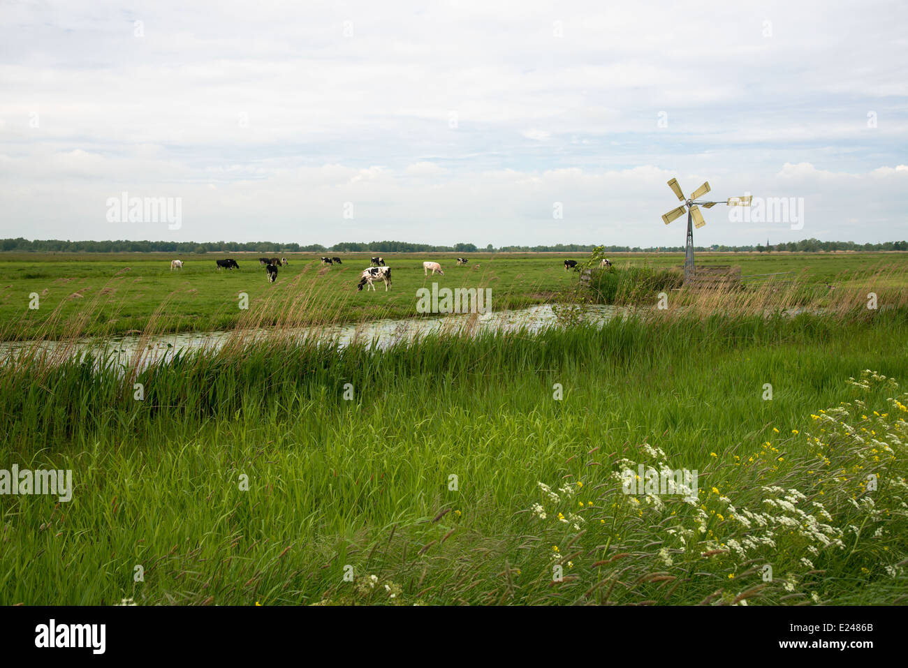 windmill in landscape 'het groene hart' in holland Stock Photo - Alamy