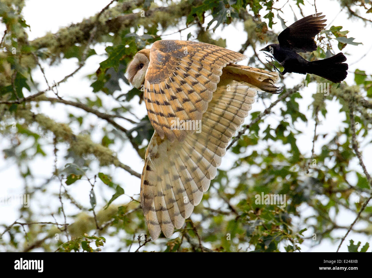 Elkton, Oregon, USA. 15th June, 2014. An adult barn owl is harassed by ...