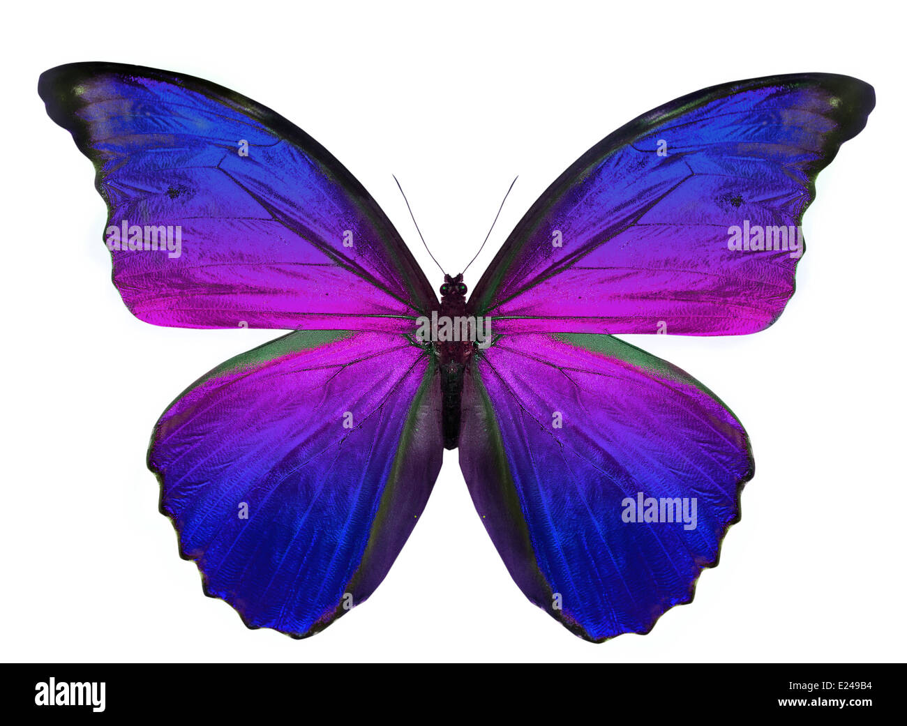 beautiful butterfly isolated on a white background Stock Photo - Alamy