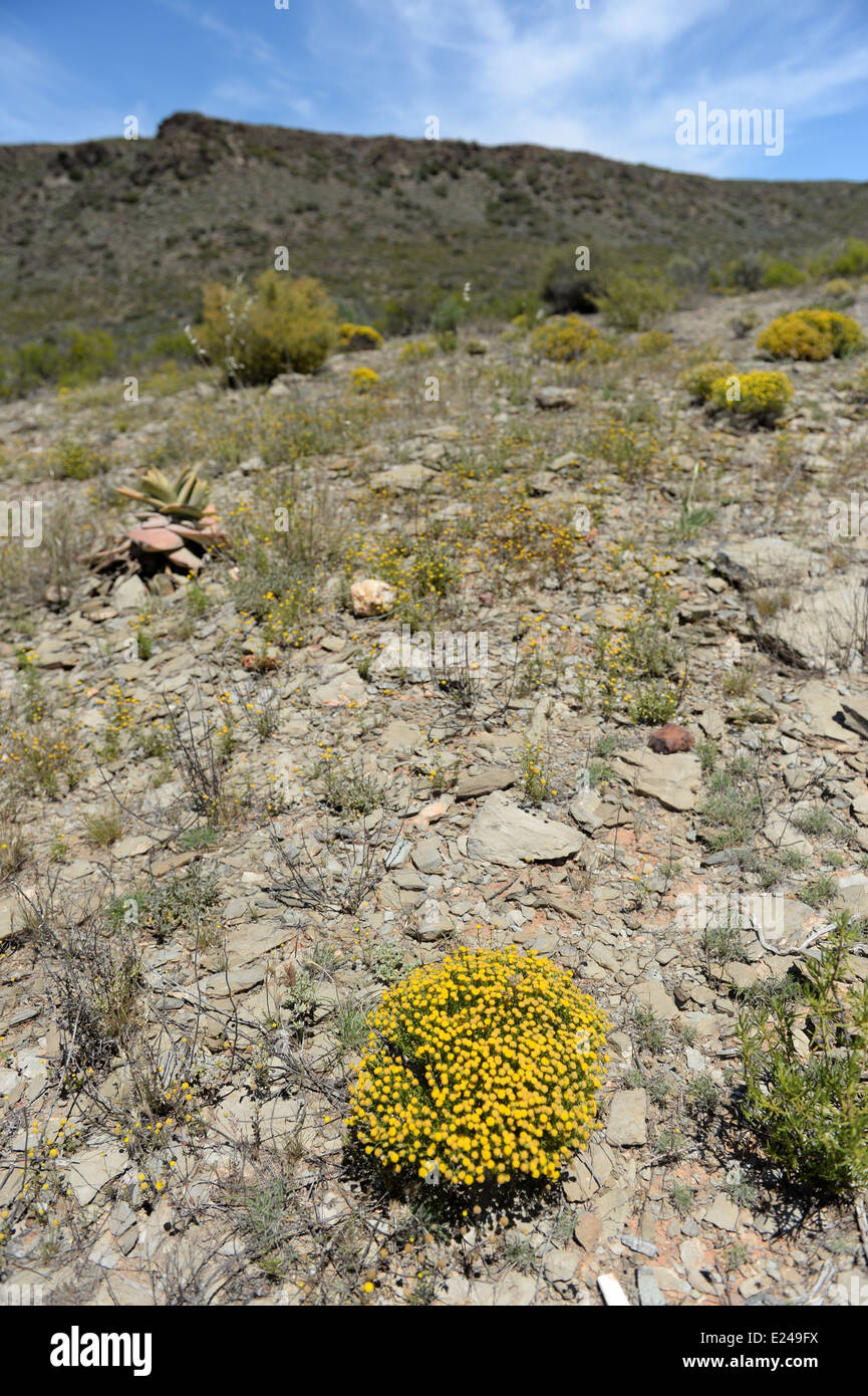 A shot of desert vegetation in an arid climate Stock Photo - Alamy