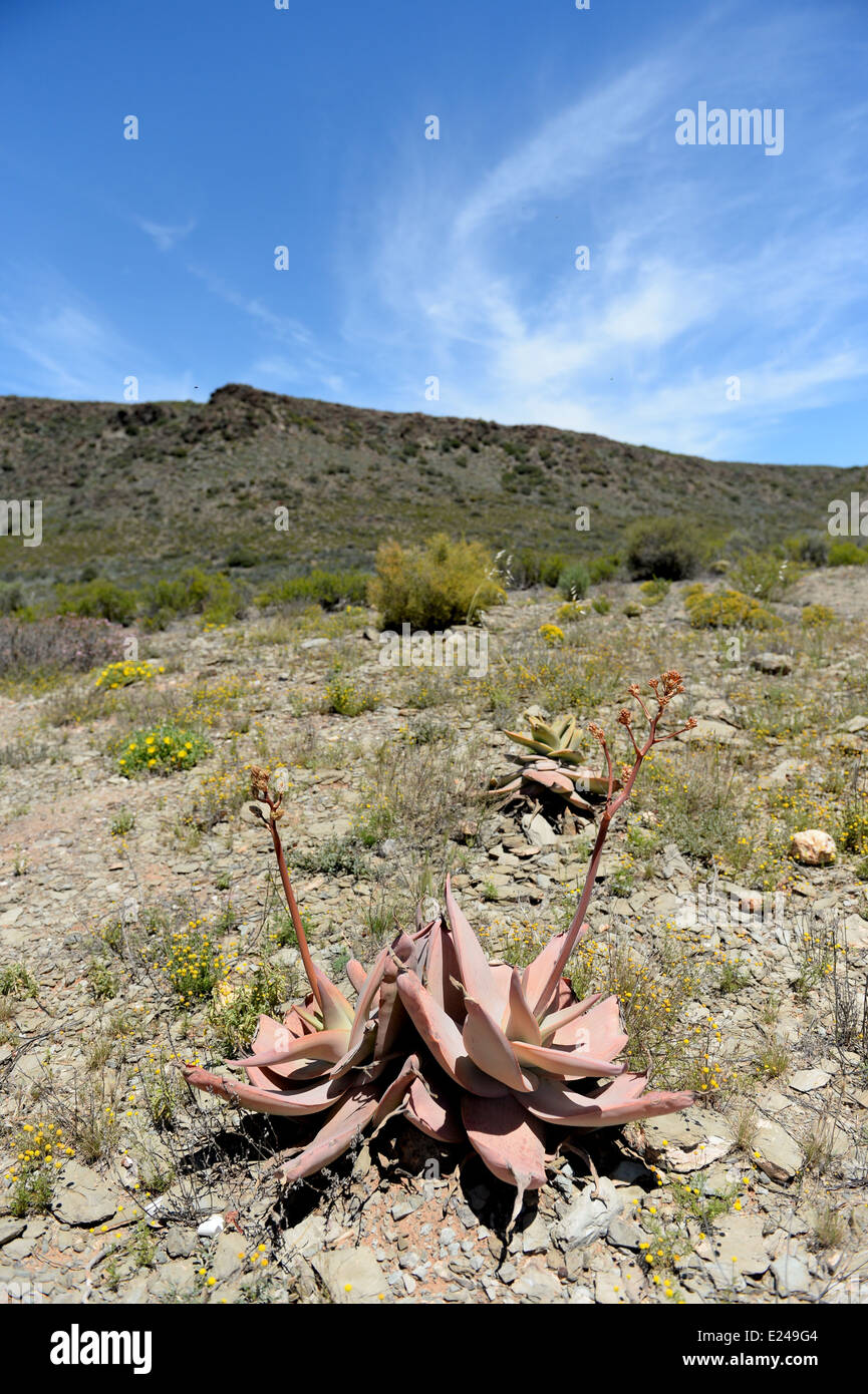 A shot of desert vegetation in an arid climate Stock Photo - Alamy