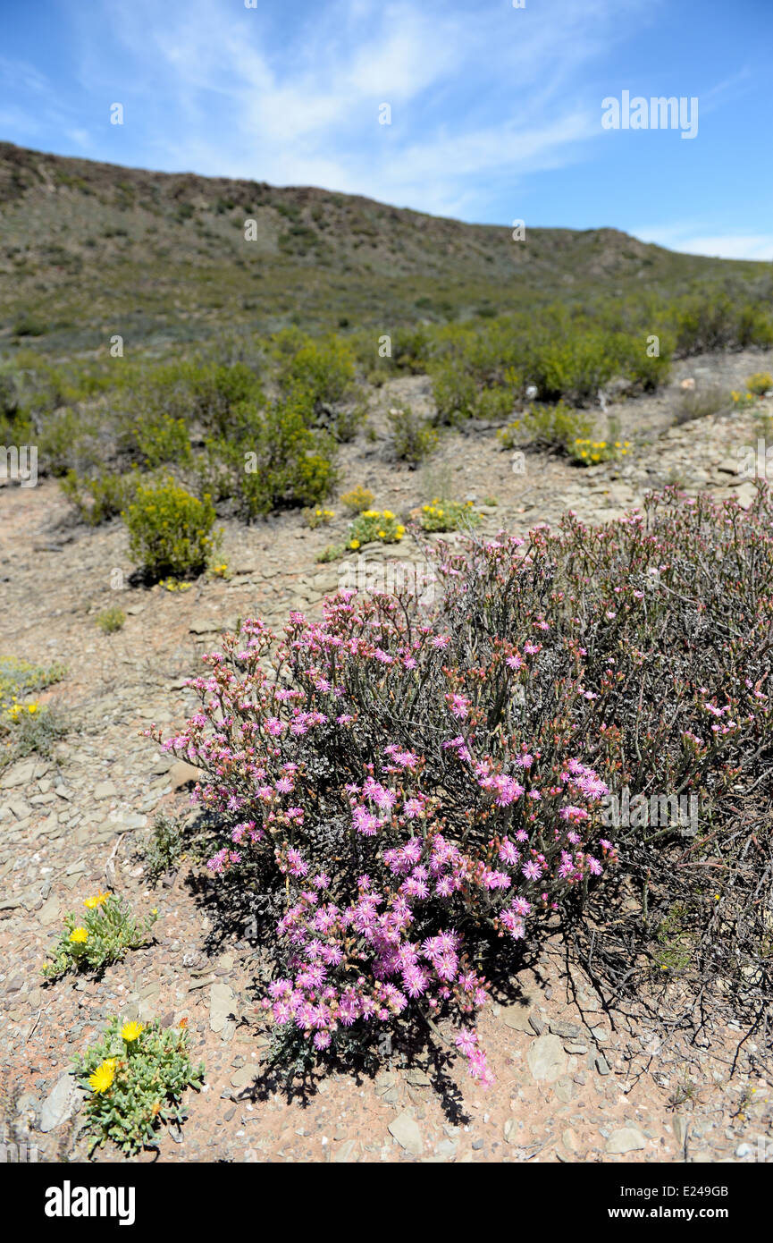 A shot of desert vegetation in an arid climate Stock Photo - Alamy