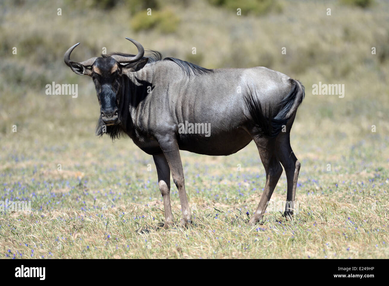 An African Wildebeest in an open field Stock Photo - Alamy