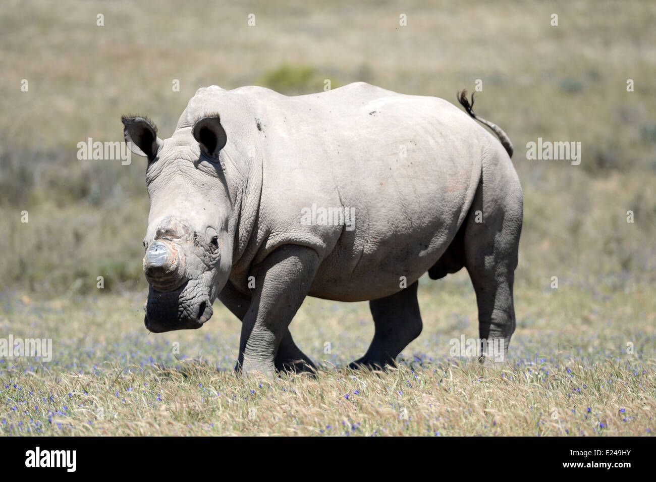 Five white rhinos grazing in hi-res stock photography and images - Alamy