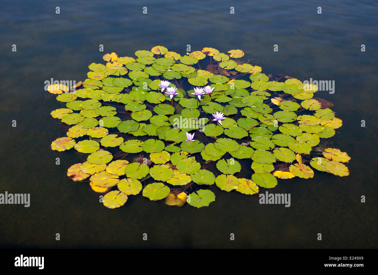 Lotus plants in bloom in Echo Park Lake, Los Angeles, CA, 2014 Stock ...